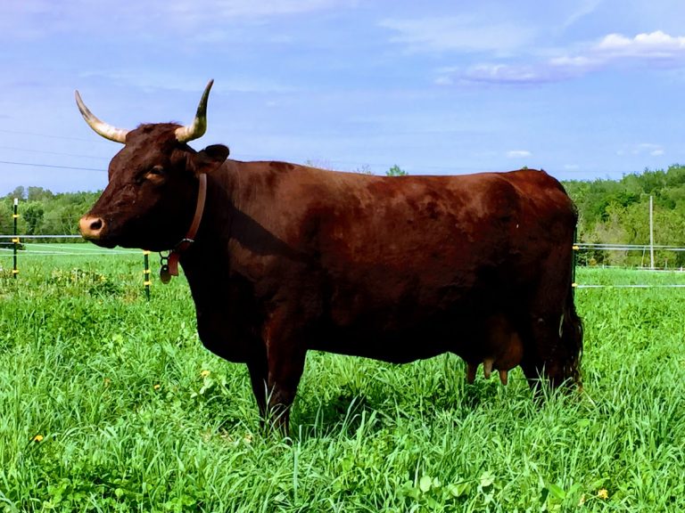 American Milking Devon Cattle – Every Season Farm